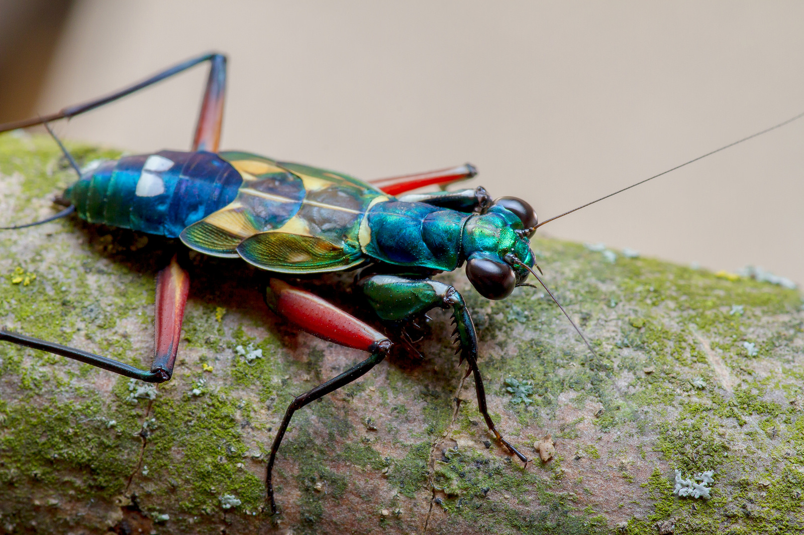 Real Monstrosities: Iridescent Bark Mantis