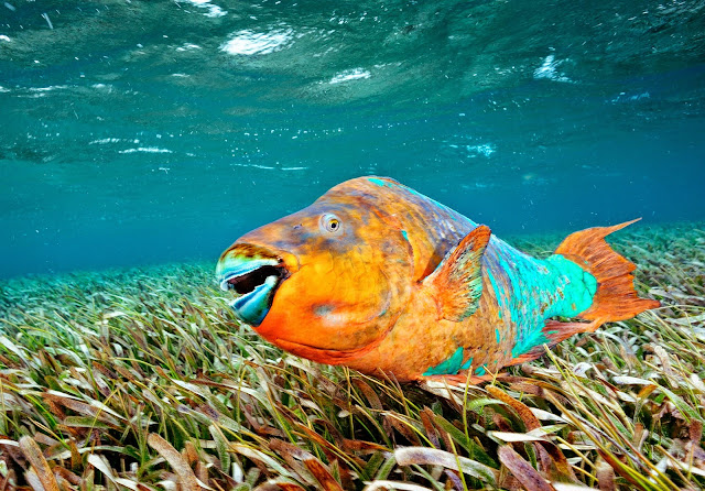 PARROTFISH photos - wallpapers (ανανεωμένο) | the fun bank