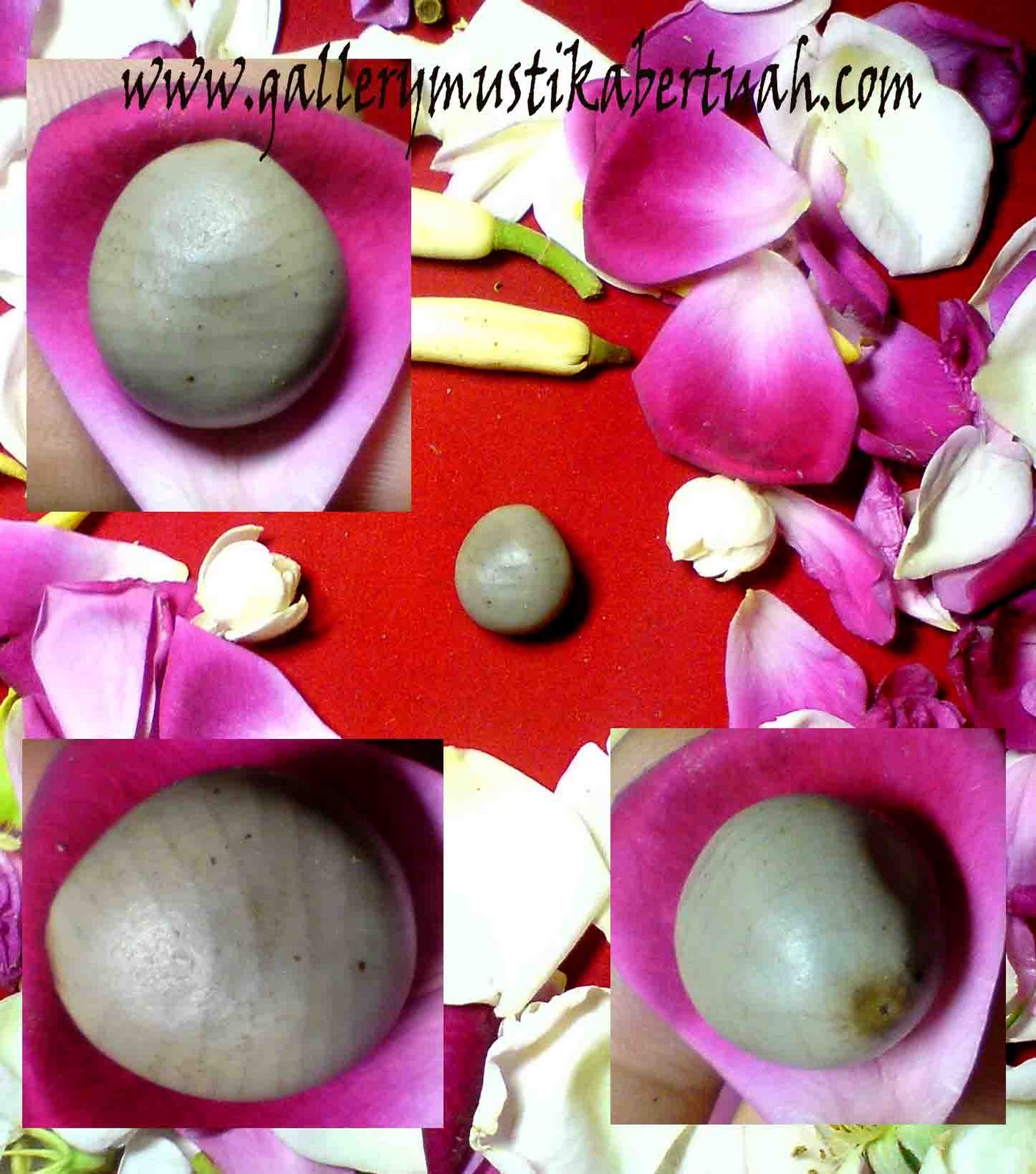 BUAH BENALU POHON BAMBU ~ Mistik Tanah Jawa