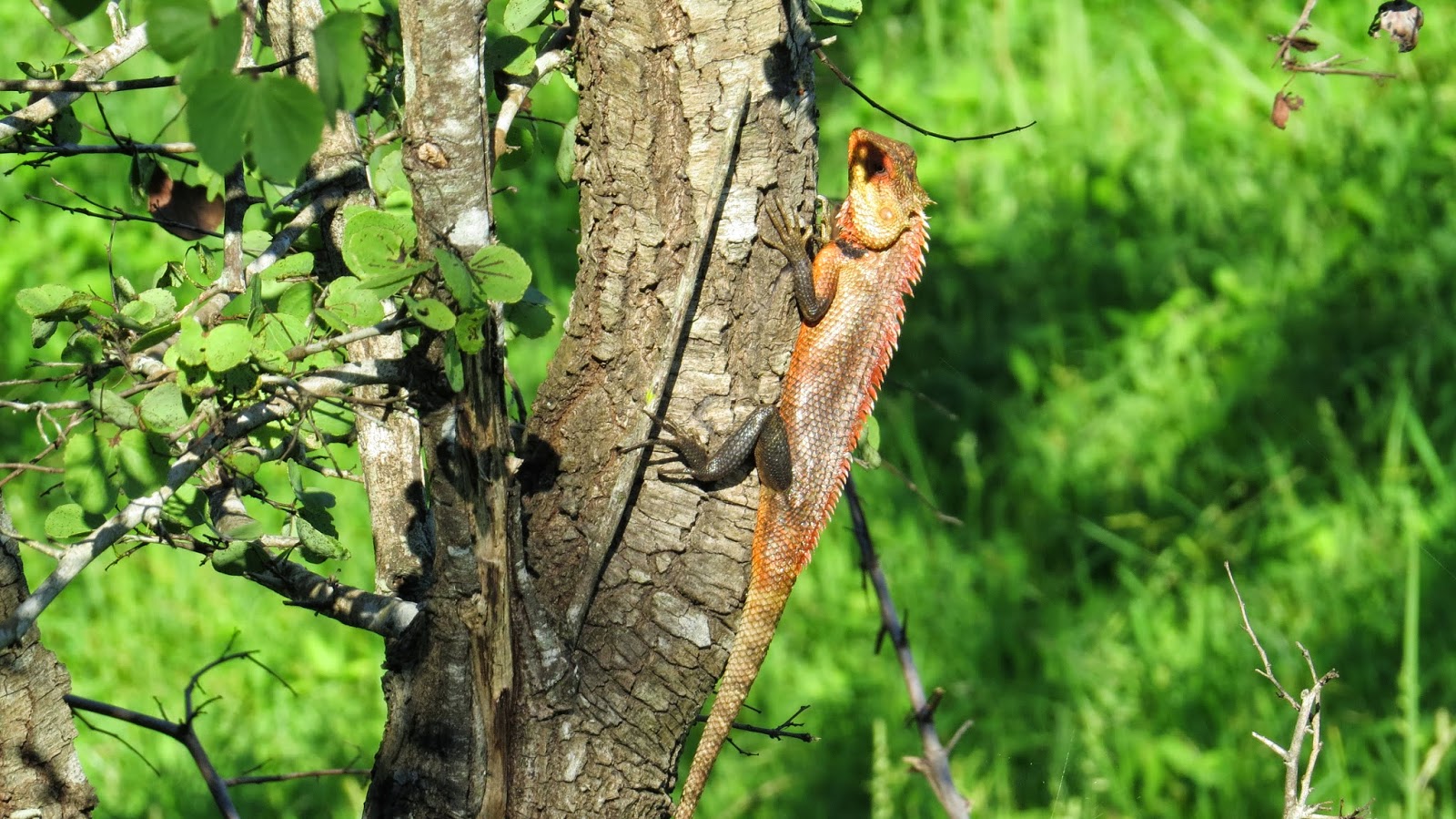Safari Sri Lanka: Reptiles of Sri Lanka