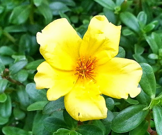 Semua Menjadi: Menikmati Keindahan Kembang Sepuluh Pagi