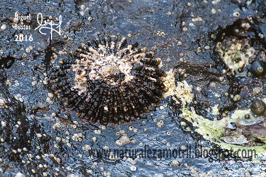Naturaleza y Fotografía en Motril: Lapa ferrugínea (Patella ferruginea)