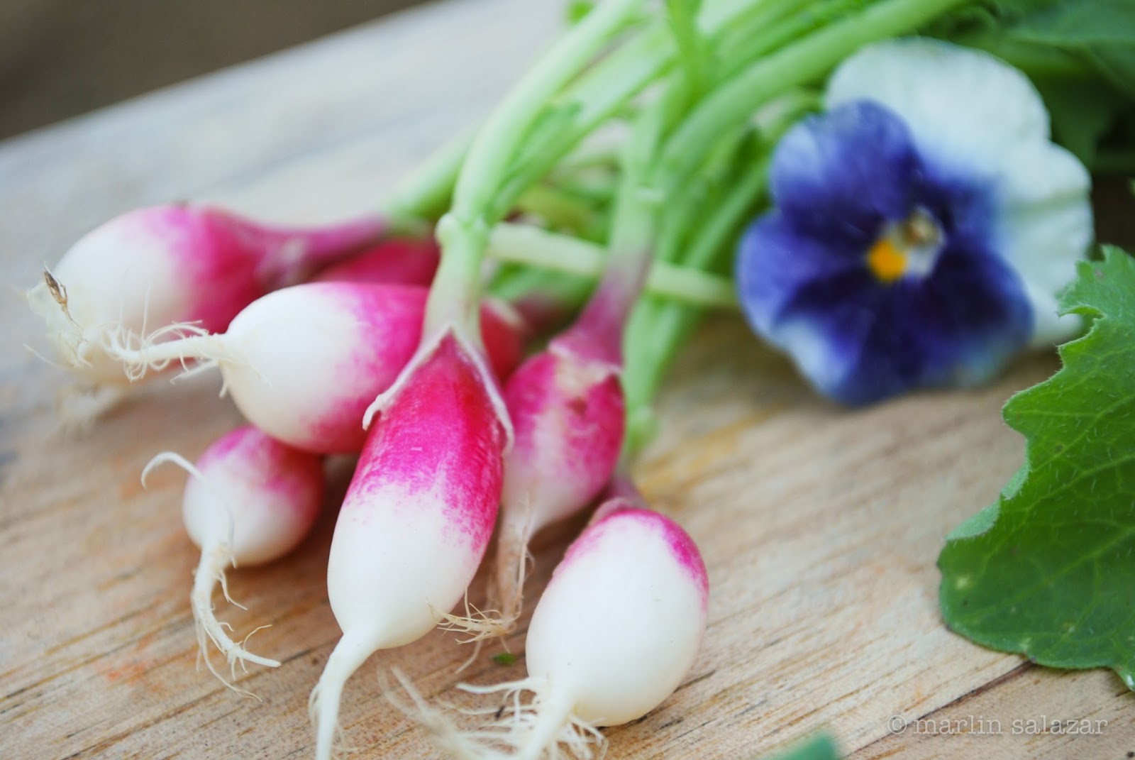 Marlin Salazar Food Styling and Photography: Micro Vegetables