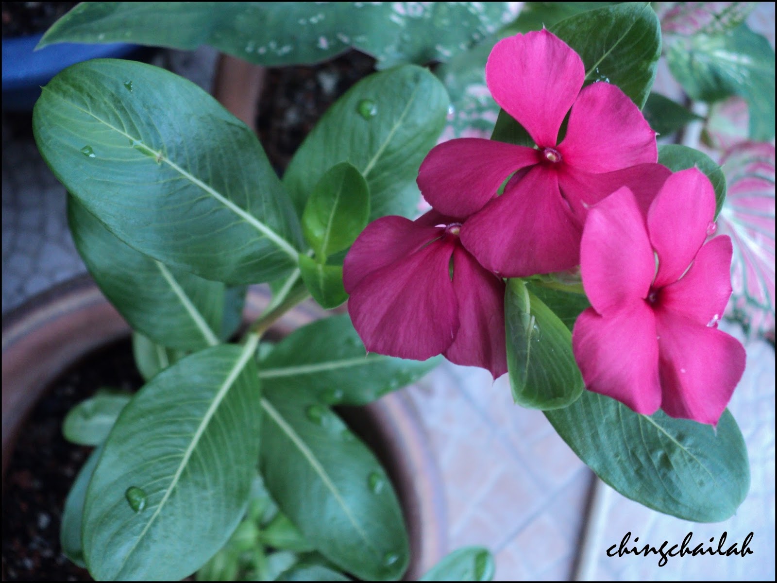 Simple Living In Nancy: Growing Rosy Periwinkle Plants In My Garden
