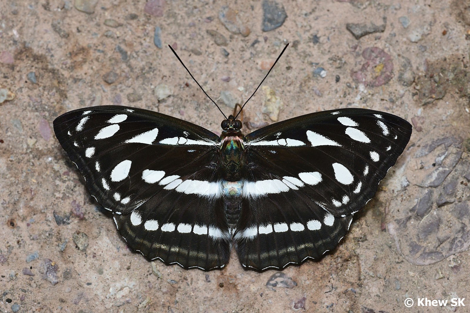 Butterflies of Singapore: 02/01/2020 - 03/01/2020