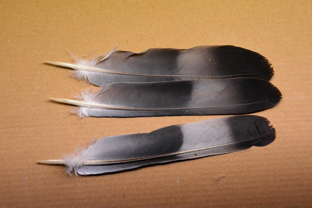 vogelsenzo: Vogelveren