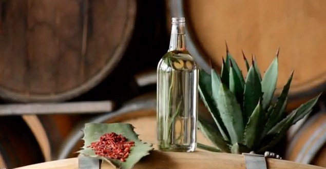 Busca Durango posicionar su mezcal con creación de clúster ~ Mira tu México