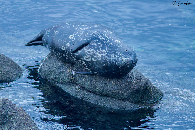Entre alpinas y marinas.: California, Monterrey 2
