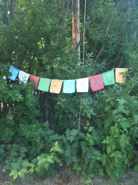 Rue and Hyssop: Midsummer Blessings