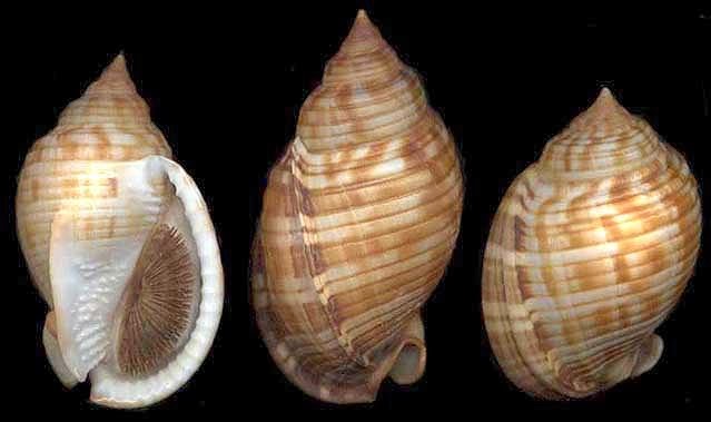 Artes de Pesca: YELMO ESTRIADO Y YELMO PINTADO