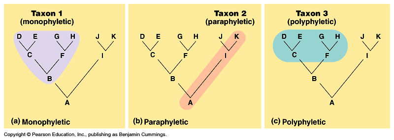 BLOG GURU BIOLOGI_MEGA KOTAWARINGIN: Filogenetik