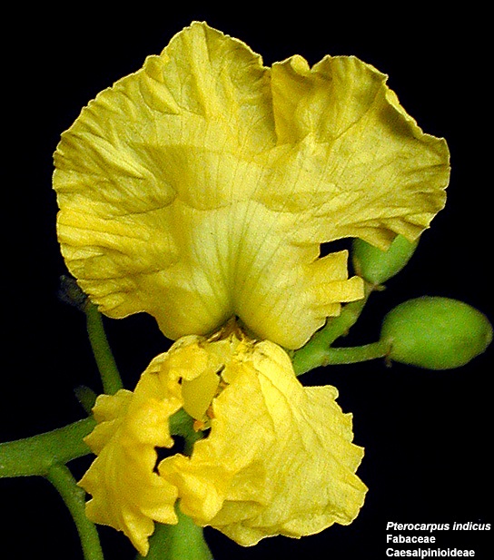 Field of Dreams: Kembalinya Bunga Angsana