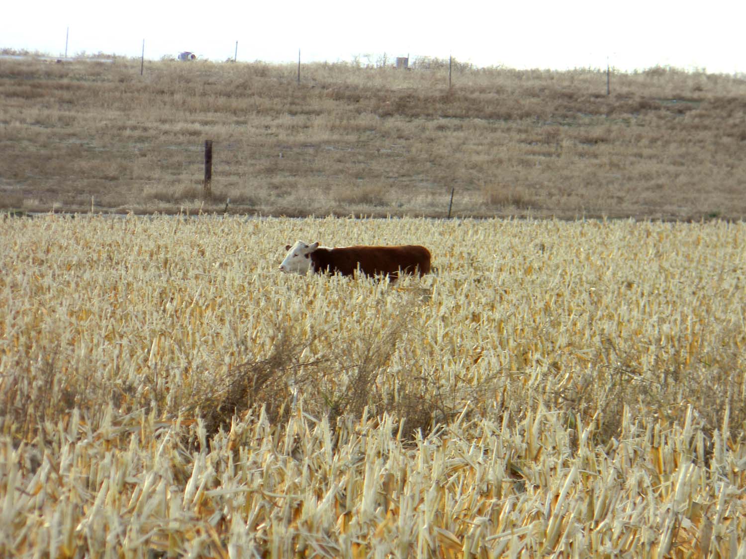 Owyhee Agriculture: Pics