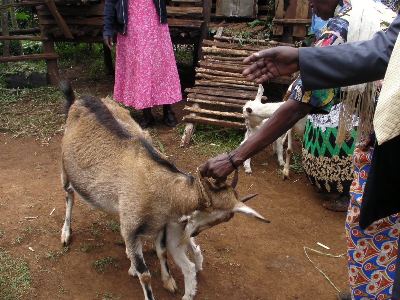 SMALL-SCALE FARMING COMMERCIALIZED: EMBRACE GOAT REARING