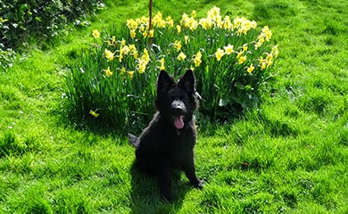 Cornwall, Devon and Dorset Police Dog Section: Police pup Boris says a ...