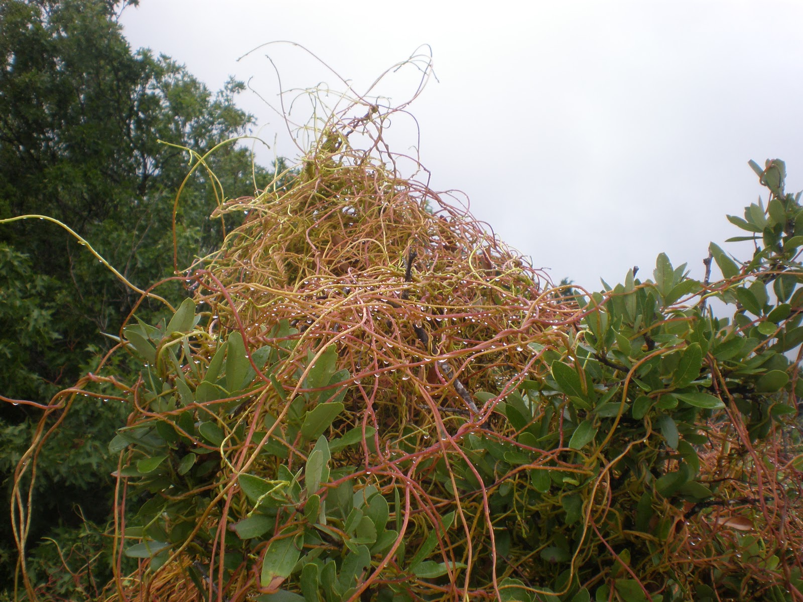 Natives from the Edwards Plateau: Strange and Unusual Part 2