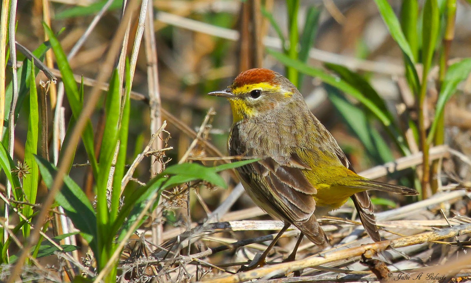 Birding Is Fun!: Spring Splendor