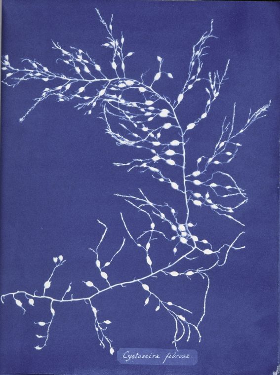 i heart photograph: Anna Atkins