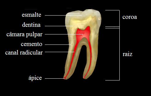 a raiz e liga o dente