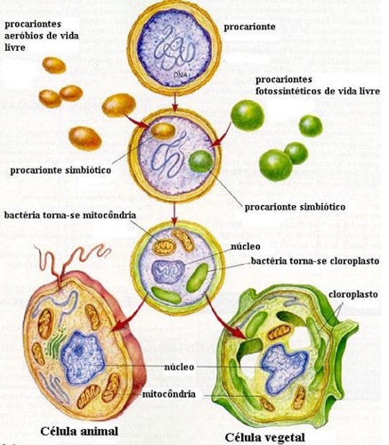 ENEM - TEORIA ENDOSSIMBIÓTICA - Manual da Biologia