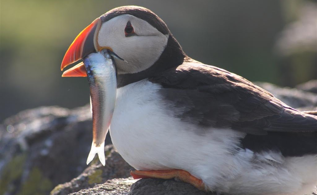 The Isle of May NNR blog: Pufflings are go.