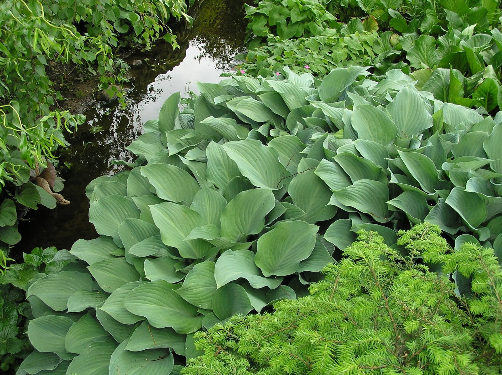 Ogród Tamaryszka: HOSTY - ROŚLINY DO CIENIA