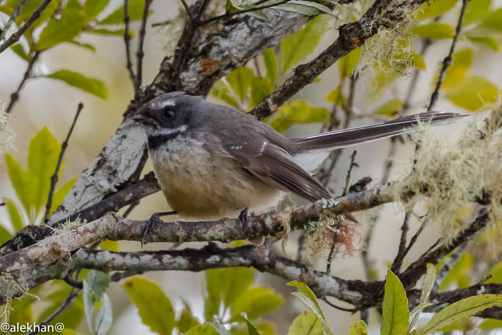 Pájaros, Pajarracos: Abanico maorí (Fantail)