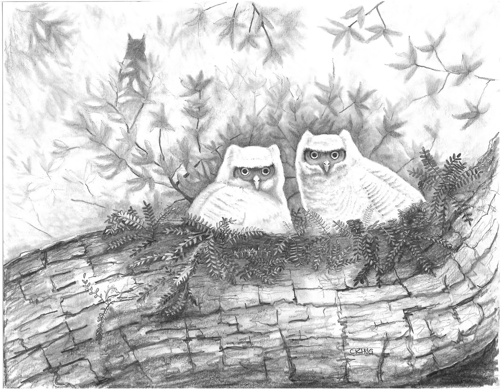 Clare's Sketch Book & Adventures in Watercolors: Owlets in the Oak Tree