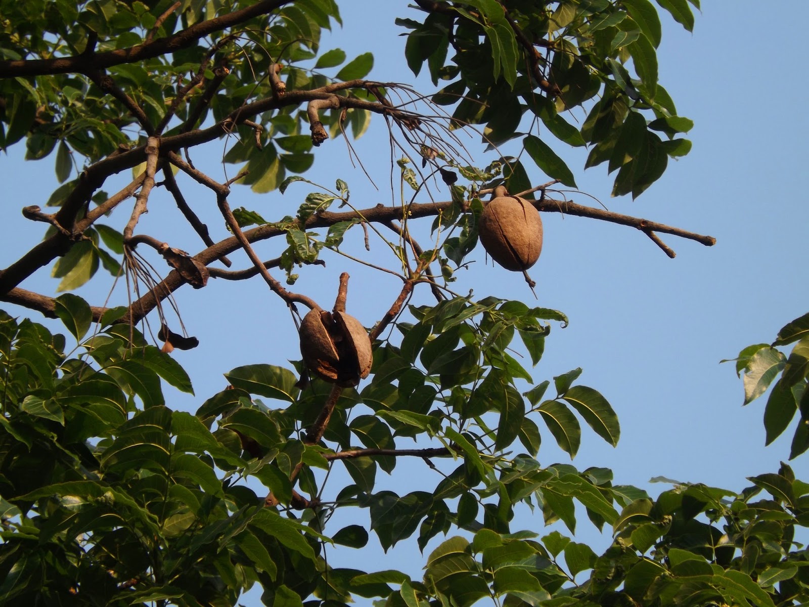 Indian Mahogany Tree