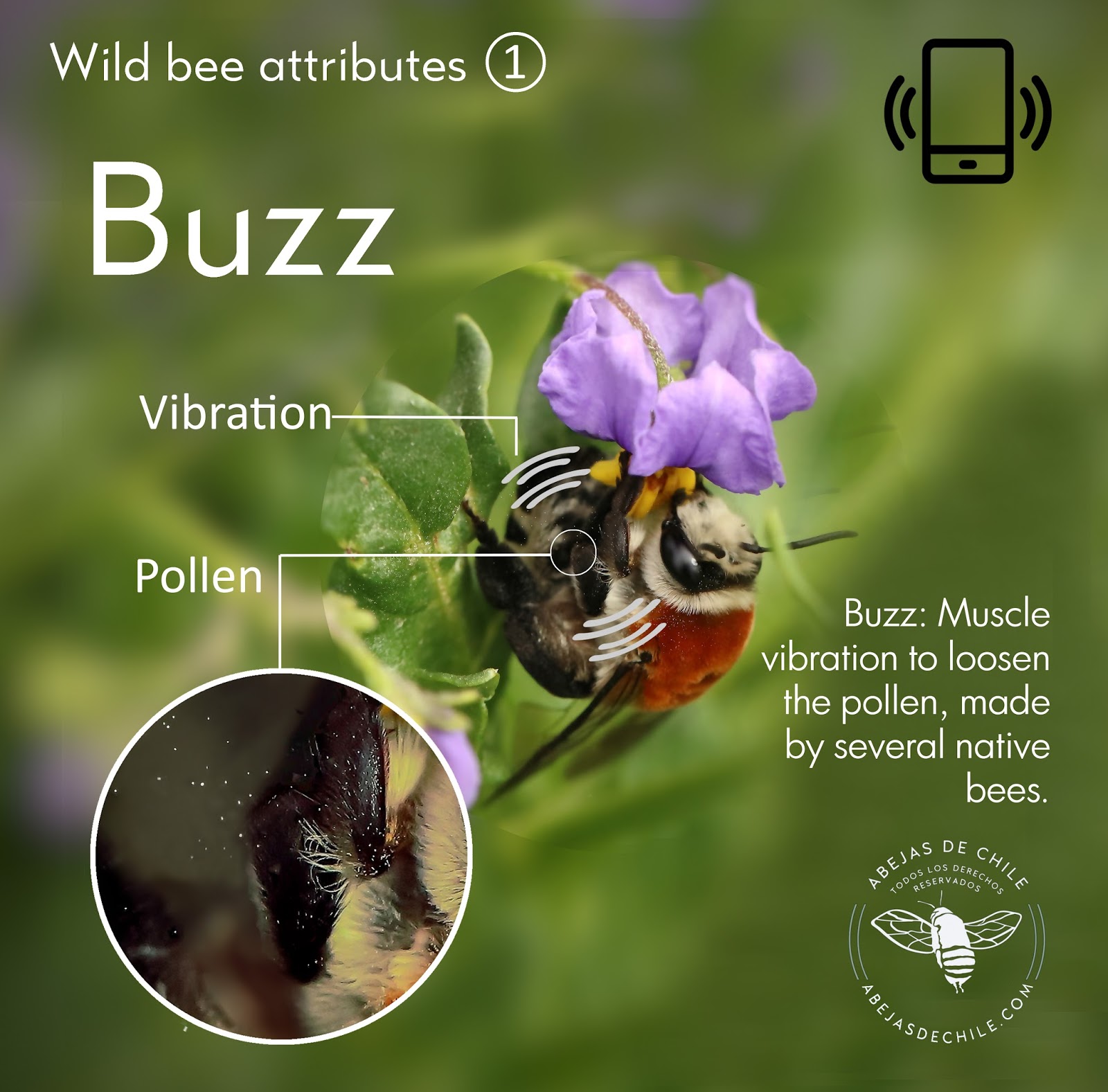 Por Un Chile Sustentable PUChS : Atributos abejas nativas 1; Buzz