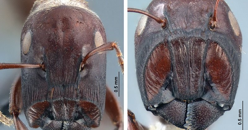 Espécie de formiga explode suas tripas sobre insetos inimigos ...