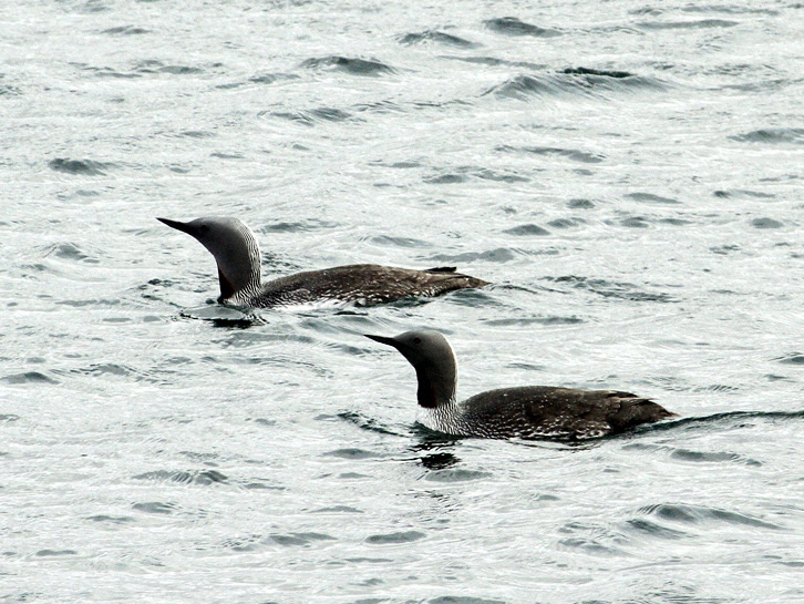 Taxonomía Chordata: Clase Aves Orden Gaviiformes, Gruiformes y ...
