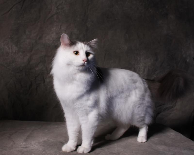 Turkish Van Cat Photos