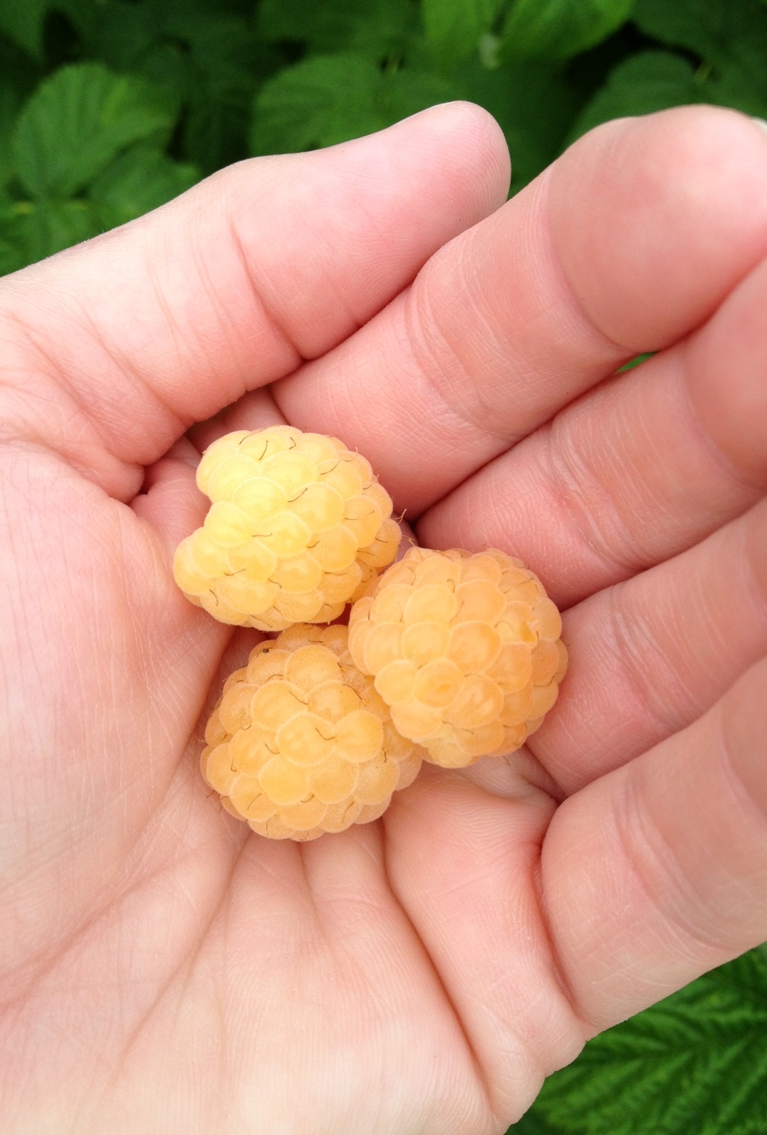 Three Golden RaspBerries
