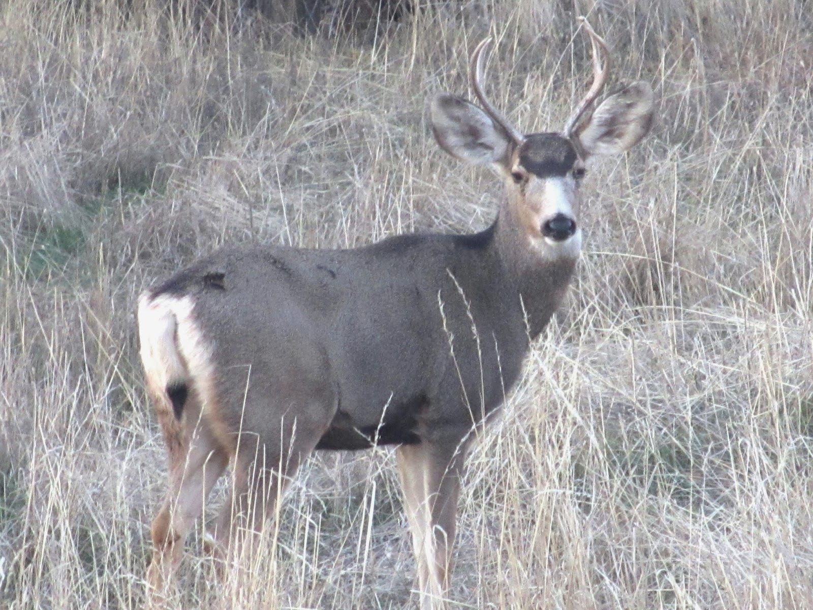 Cannundrums: Mule Deer