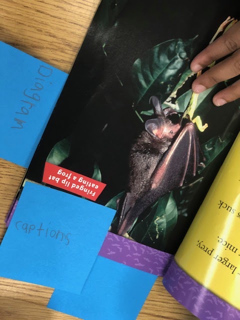 Primary Graffiti: Informational Writing