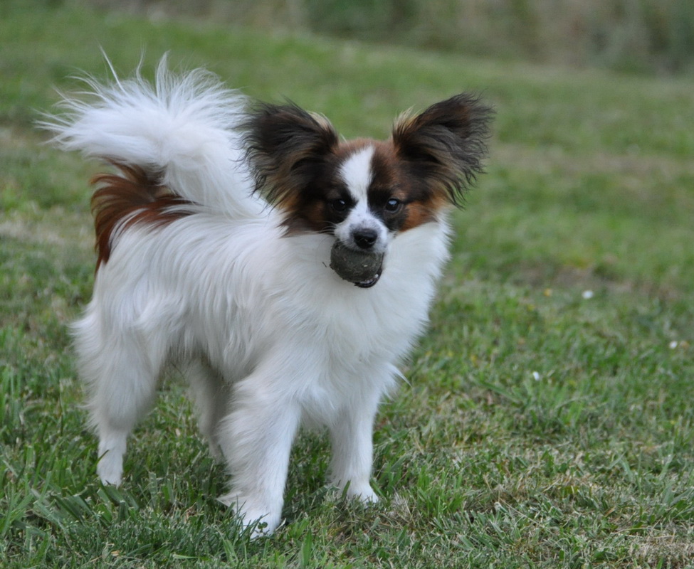 Road's End Papillons : 7,5 Months old Papillon