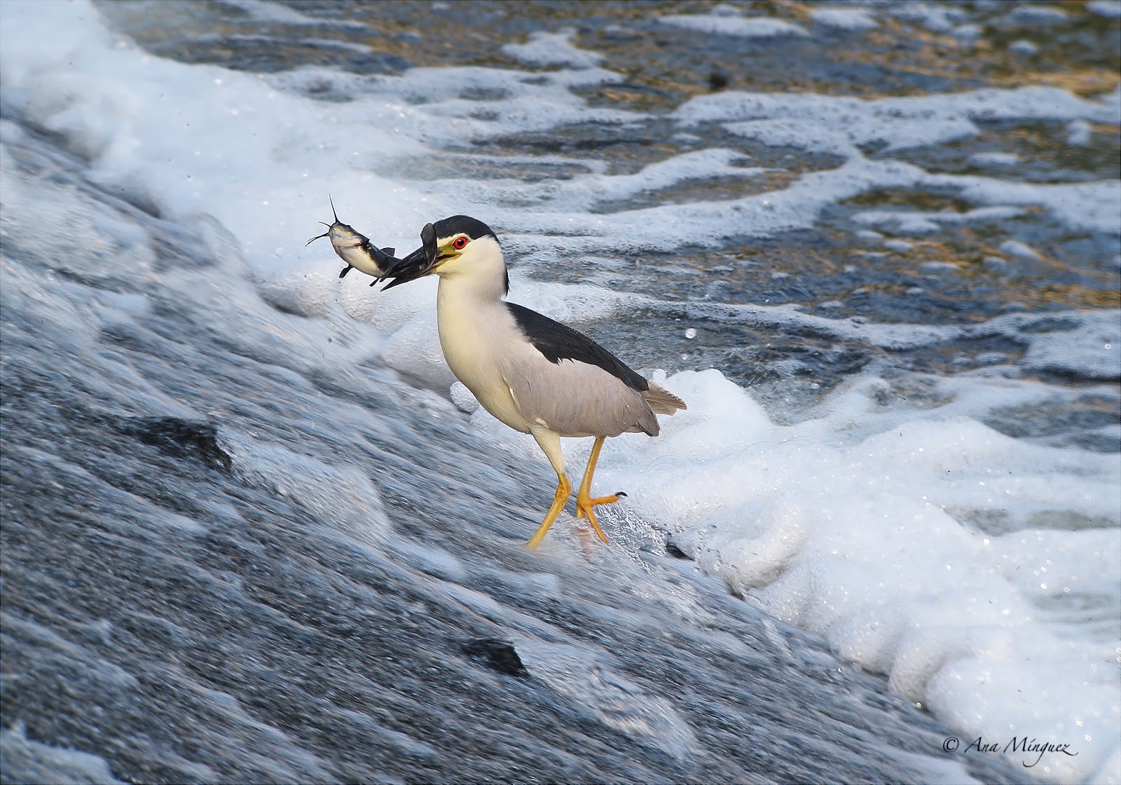 NATURANAFOTOS: De pesca con el Martinete