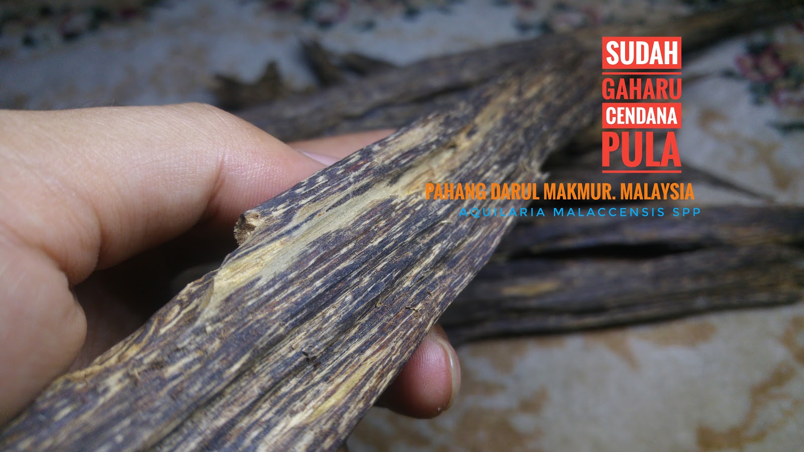 Agarwood For Life: Introduction of Gaharu