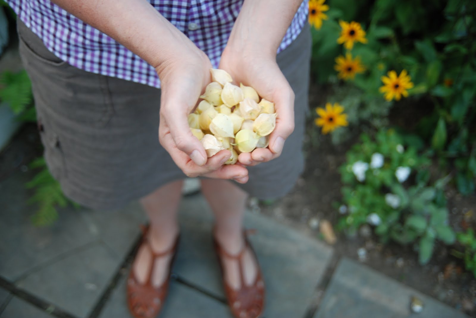 tend: ground cherries