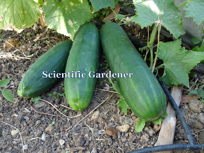 The Scientific Gardener: 9/1/18 - 10/1/18