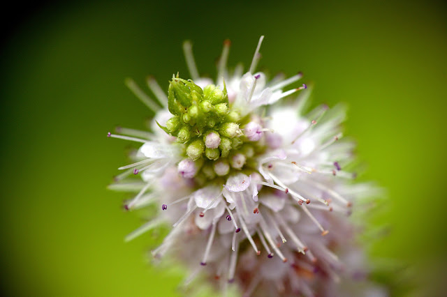 Mint: The Ultimate Guide