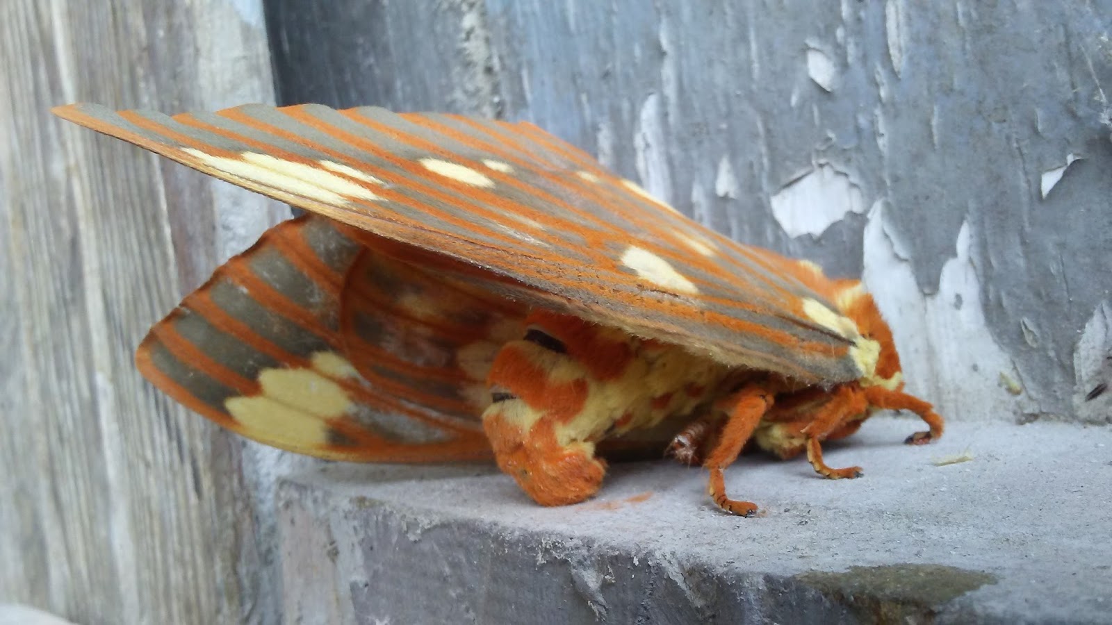 Cottontail Farm: A couple of neat insects