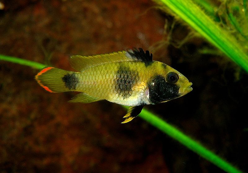 Fish Pictures: Panda dwarf cichlid - Apistogramma nijsseni