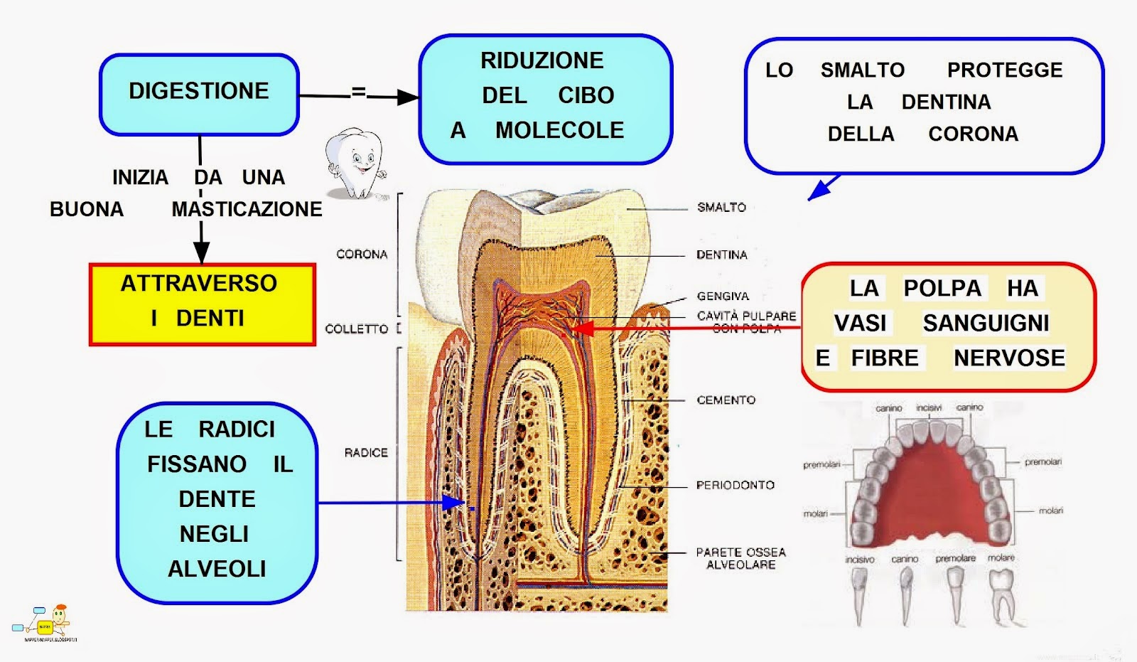 Mappa concettuale: Denti • Scuolissima.com