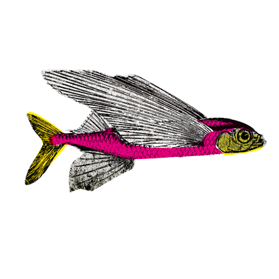 federpillar: Exocoetus volitans