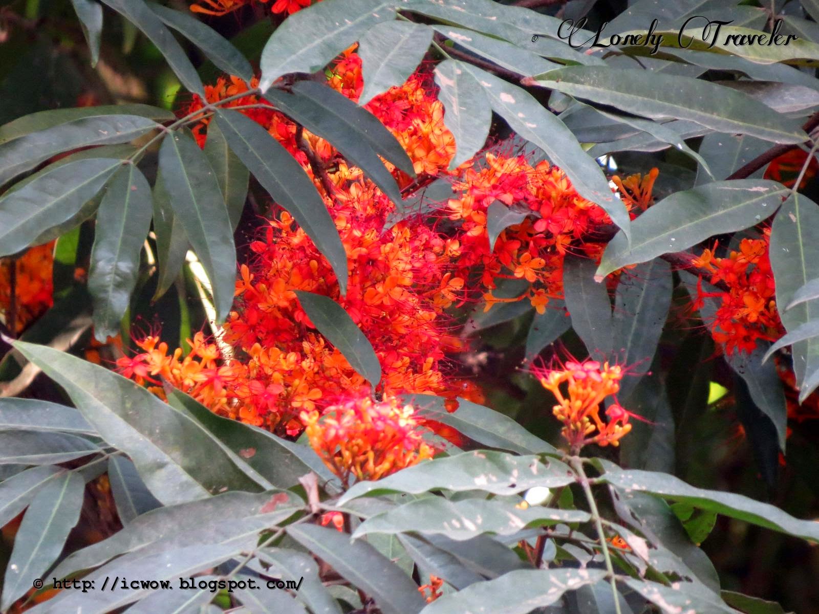 Ashok ful (অশোক ফুল) - Saraca asoca