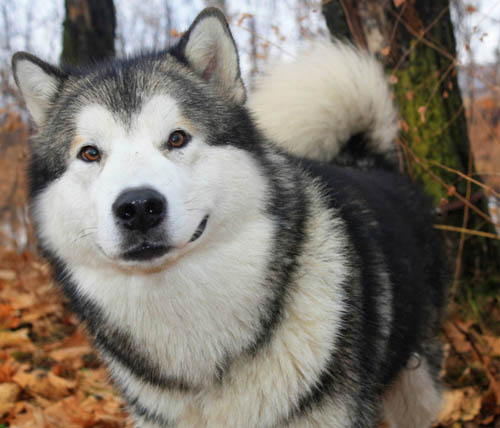 Alaskan Malamute - Breed Profile | Australian Dog Lover