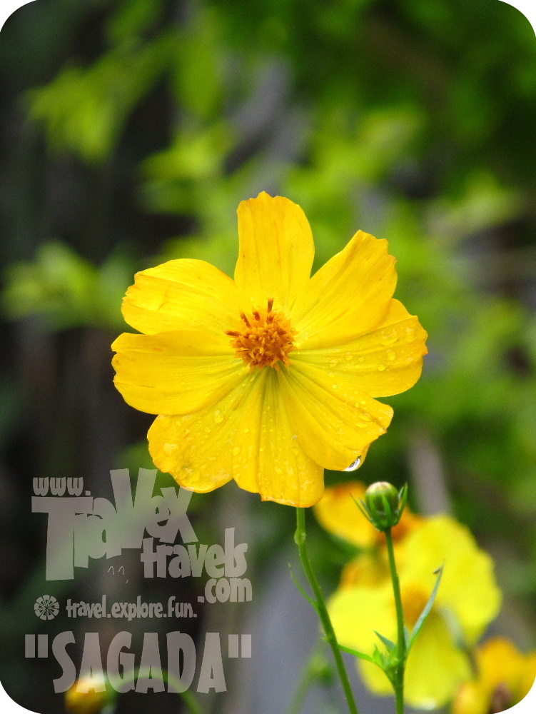 Of Misty Morning, Mountain Dew and Sagada Flowers - Travex Travels ...