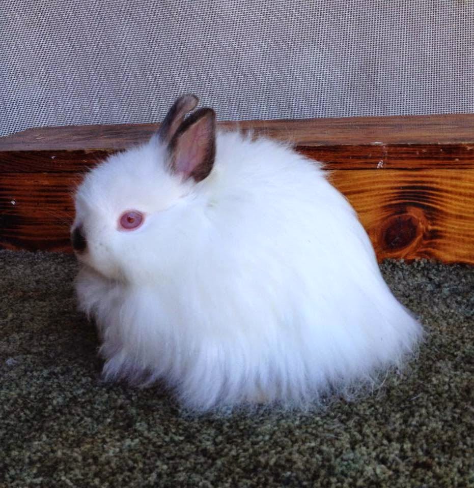 M an' M Rabbitry Blog: Rabbits For Sale available to be transported to ...